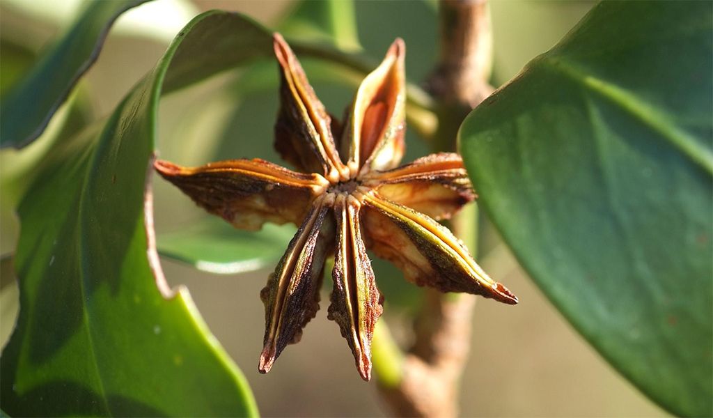 star anise - LA Vascular